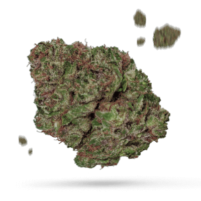 Riesige Strain-Übersicht mit 534 Cannabis Sorten