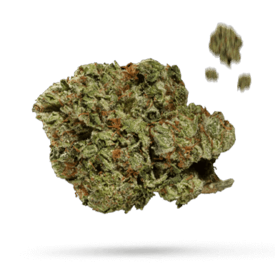 Riesige Strain-Übersicht mit 534 Cannabis Sorten