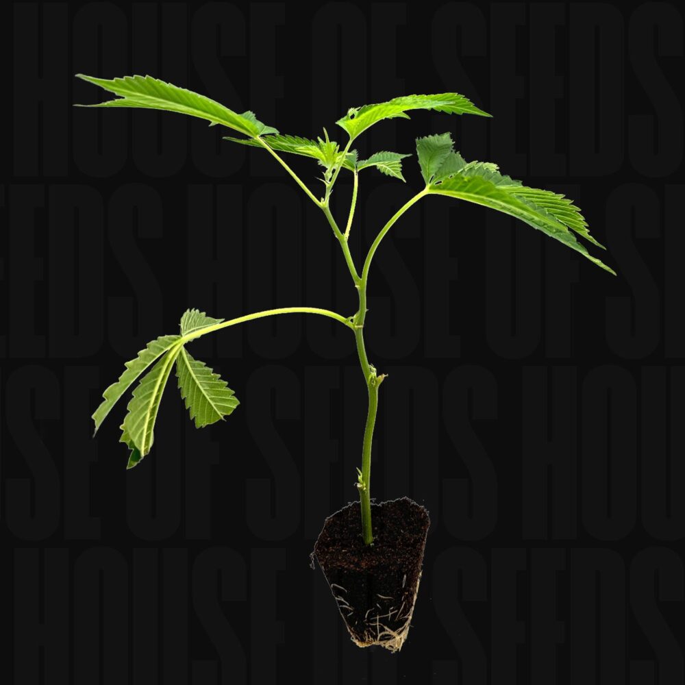 Captain Kush mit 19 % THC » Strain Details