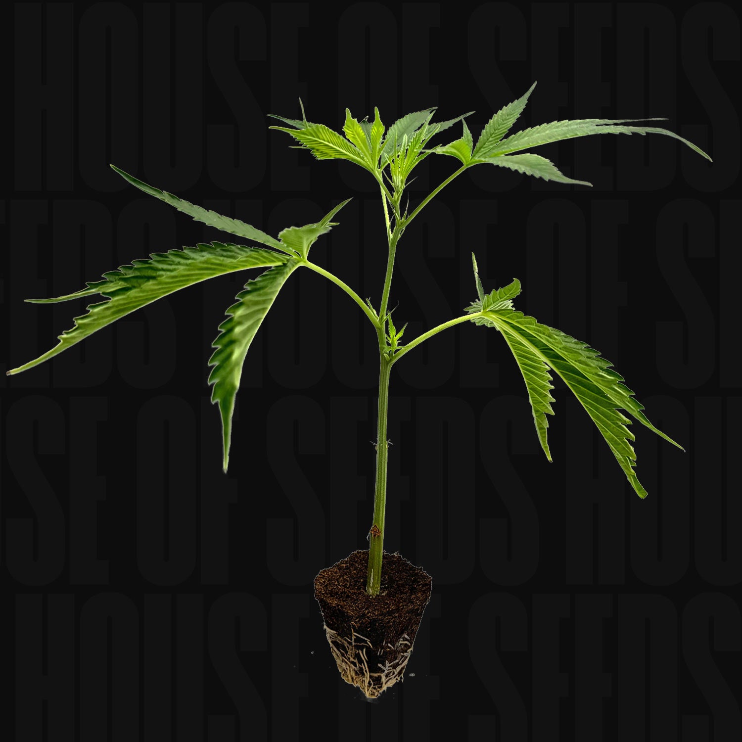 Captain Kush mit 19 % THC » Strain Details